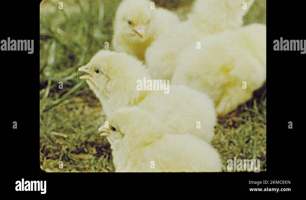1980s: baby chicks chirping, chick hatching from egg, baby chicks and ...