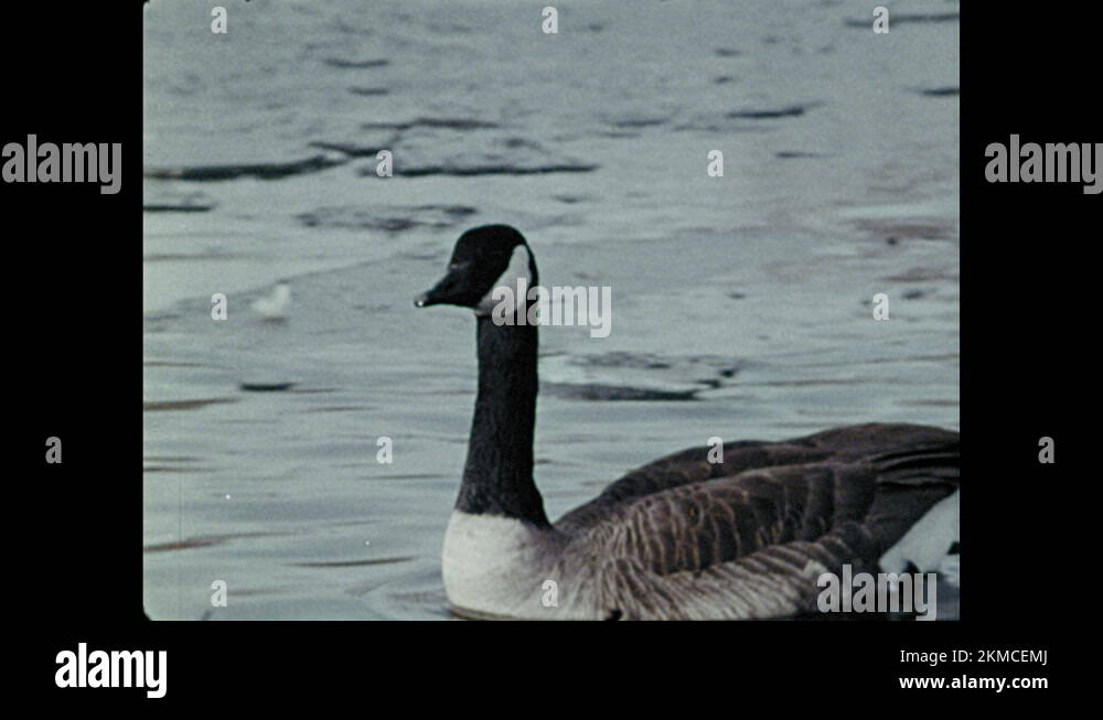 Beaver goose Stock Videos & Footage - HD and 4K Video Clips - Alamy