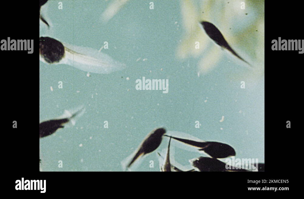 Growing tadpoles Stock Videos & Footage - HD and 4K Video Clips - Alamy