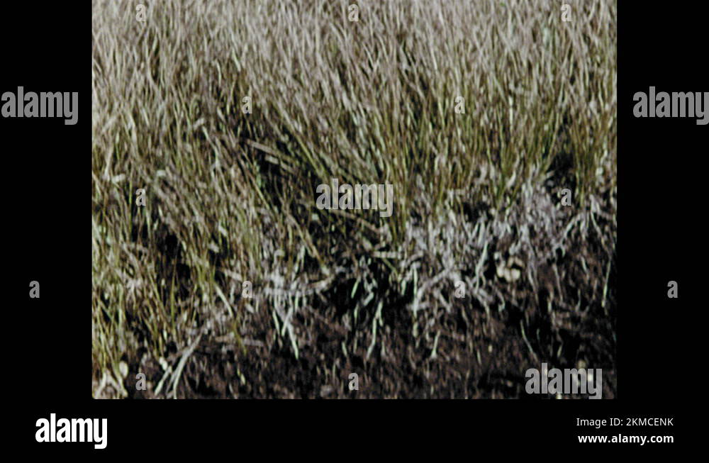 Grasses and sedge Stock Videos & Footage - HD and 4K Video Clips - Alamy