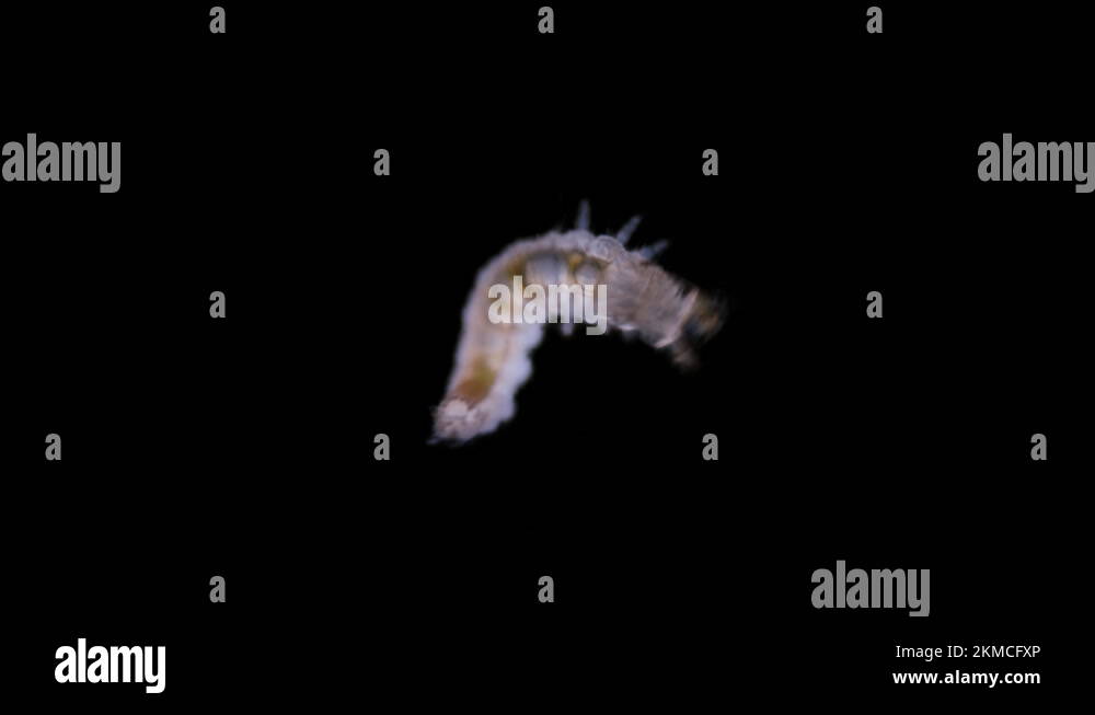 Beetle larva of family Hydrophilidae under a microscope, order ...