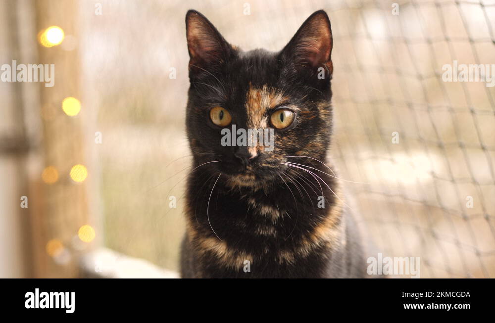 Tortoise shell cat Stock Videos & Footage - HD and 4K Video Clips - Alamy