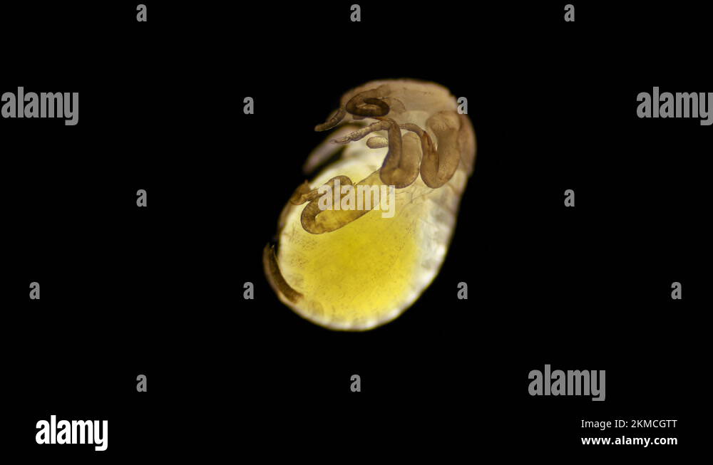 Embryo evolution Stock Videos & Footage - HD and 4K Video Clips - Alamy