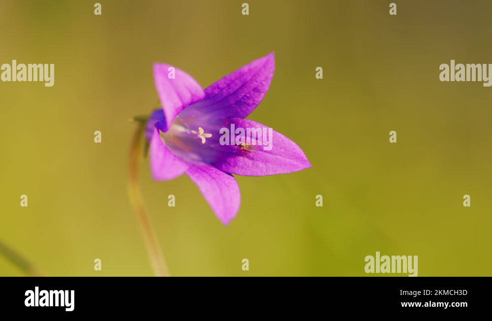 L depth Stock Videos & Footage - HD and 4K Video Clips - Alamy