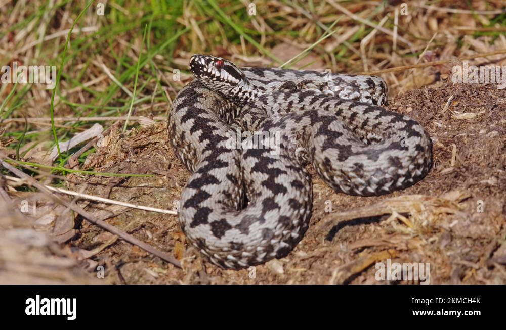 Viper adder Stock Videos & Footage - HD and 4K Video Clips - Alamy