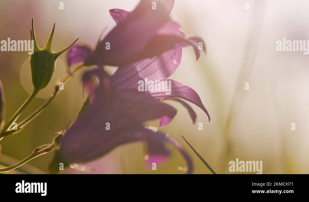 Field bellflower Stock Videos & Footage - HD and 4K Video Clips - Alamy