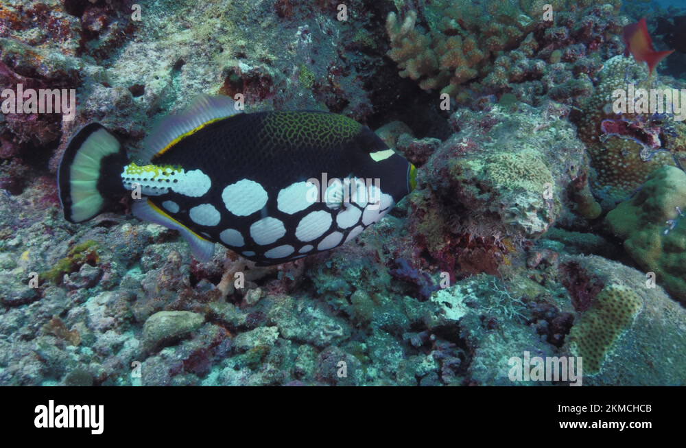 Clown triggerfish Balistoides conspicillum, bigspotted triggerfish ...