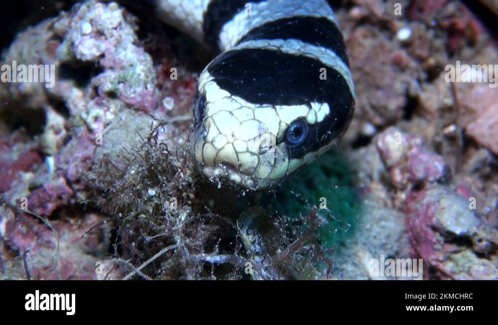 Banded Sea Snake (hydrophis melanocephalus) - Face Close Up ...