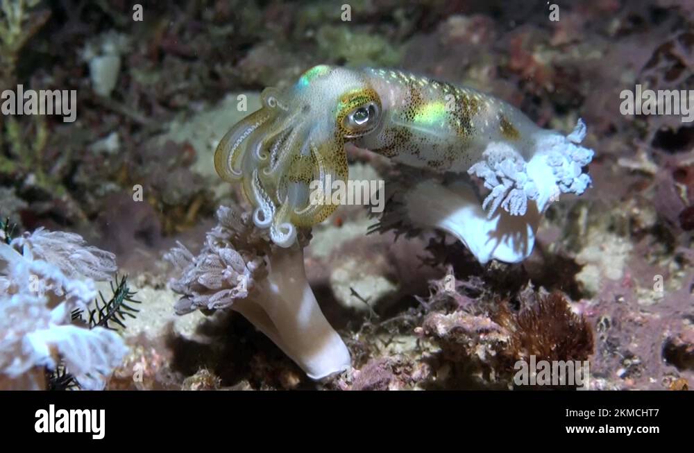 Oval squid sepioteuthis lessoniana Stock Videos & Footage - HD and 4K ...