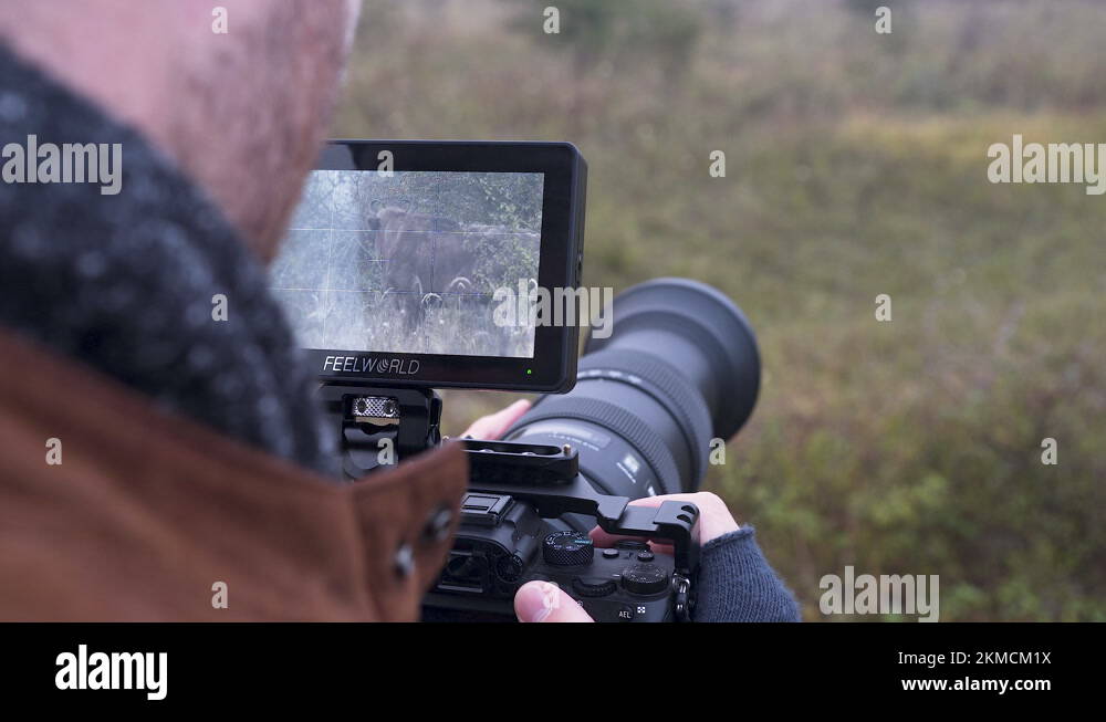 Wildlife bison Stock Videos & Footage - HD and 4K Video Clips - Alamy