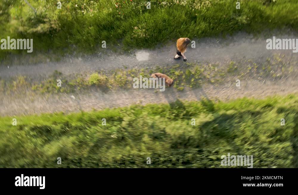 Overhead drone clip rotating around a girl with a dog running among the ...