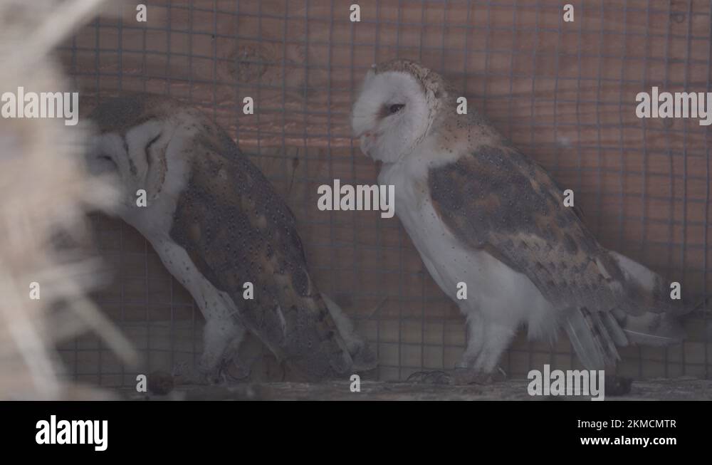 Cage and aviary bird Stock Videos & Footage - HD and 4K Video Clips - Alamy