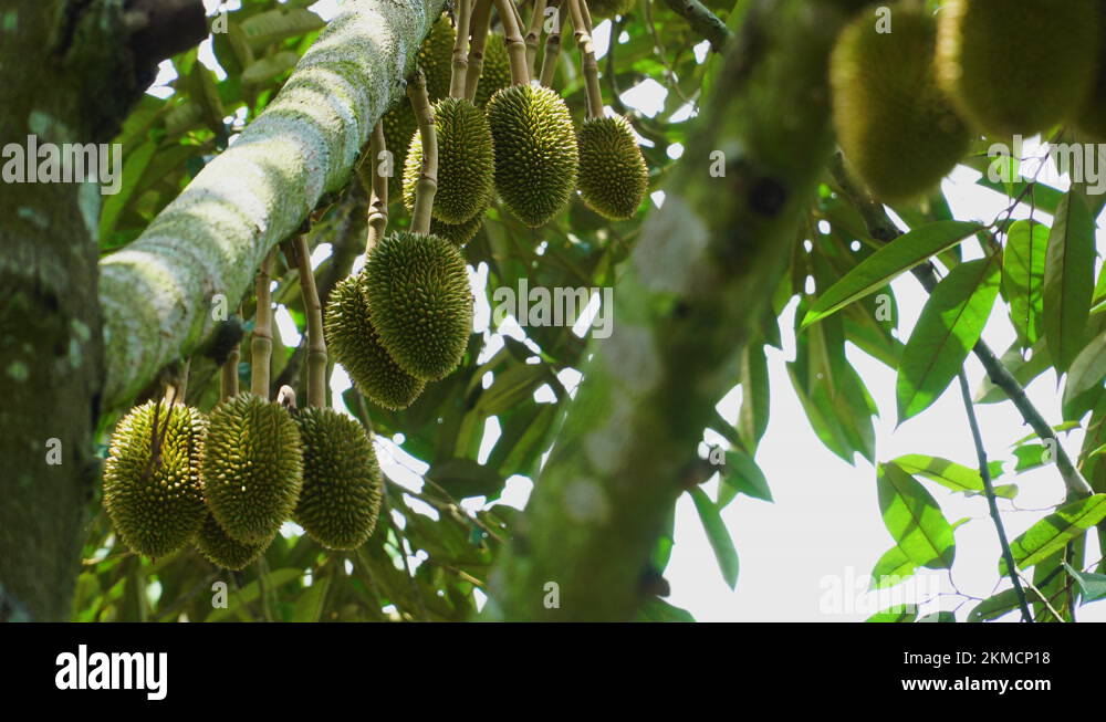 Rind durian Stock Videos & Footage - HD and 4K Video Clips - Alamy