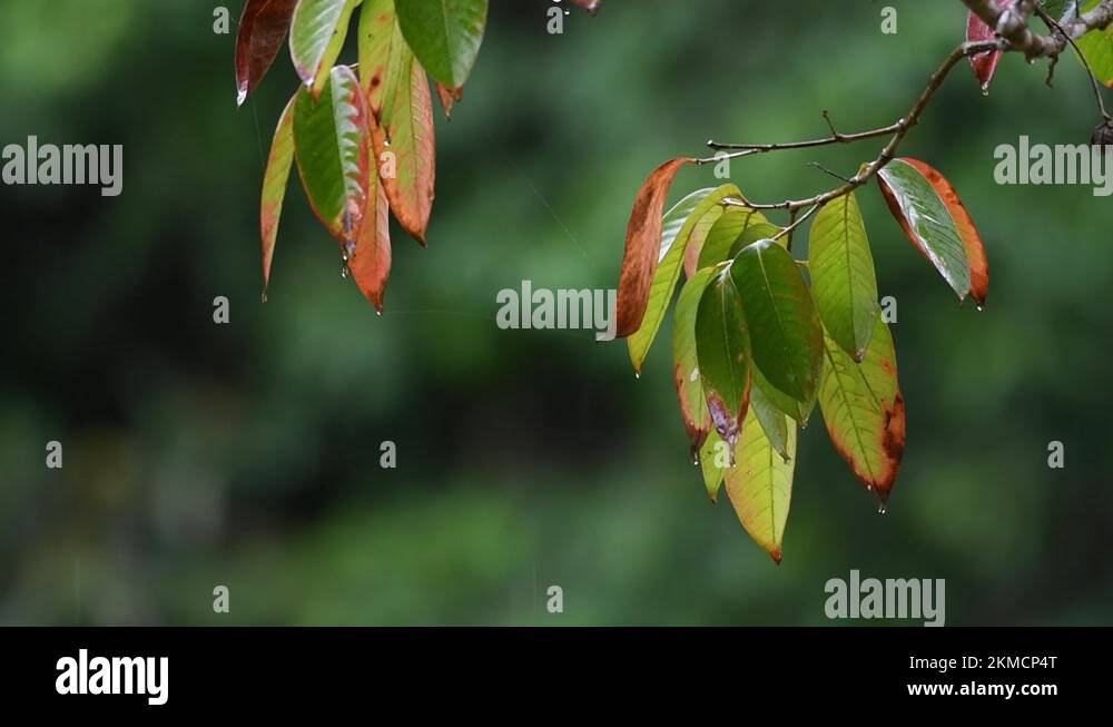 Two separate leaves Stock Videos & Footage - HD and 4K Video Clips - Alamy