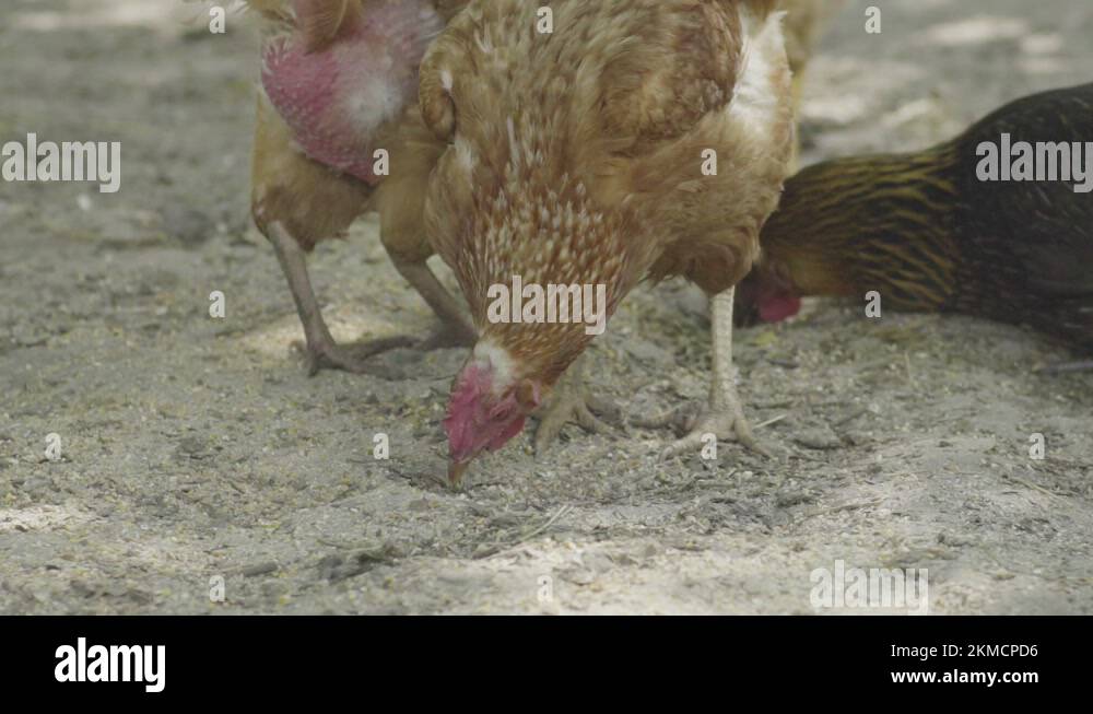 Fully fed Stock Videos & Footage - HD and 4K Video Clips - Alamy