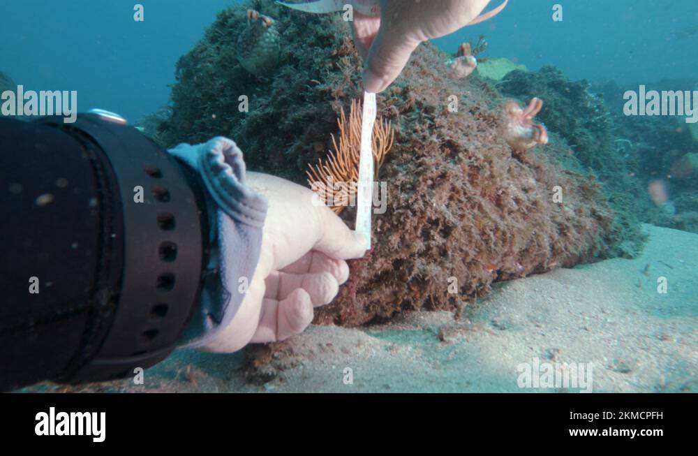 A unique view of a scuba diving performing tasks underwater for a ...