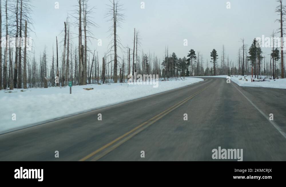 Forest fire aftermath, burnt charred trees in USA. Black dry burned ...