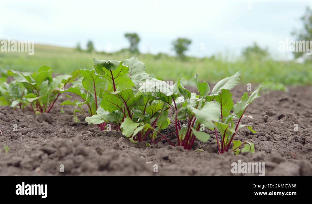 Organic farm plot Stock Videos & Footage - HD and 4K Video Clips - Alamy