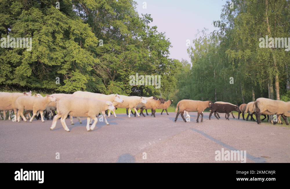 Sheep crossing Stock Videos & Footage - HD and 4K Video Clips - Alamy