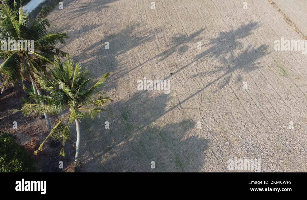 Coconut shadow Stock Videos & Footage - HD and 4K Video Clips - Alamy