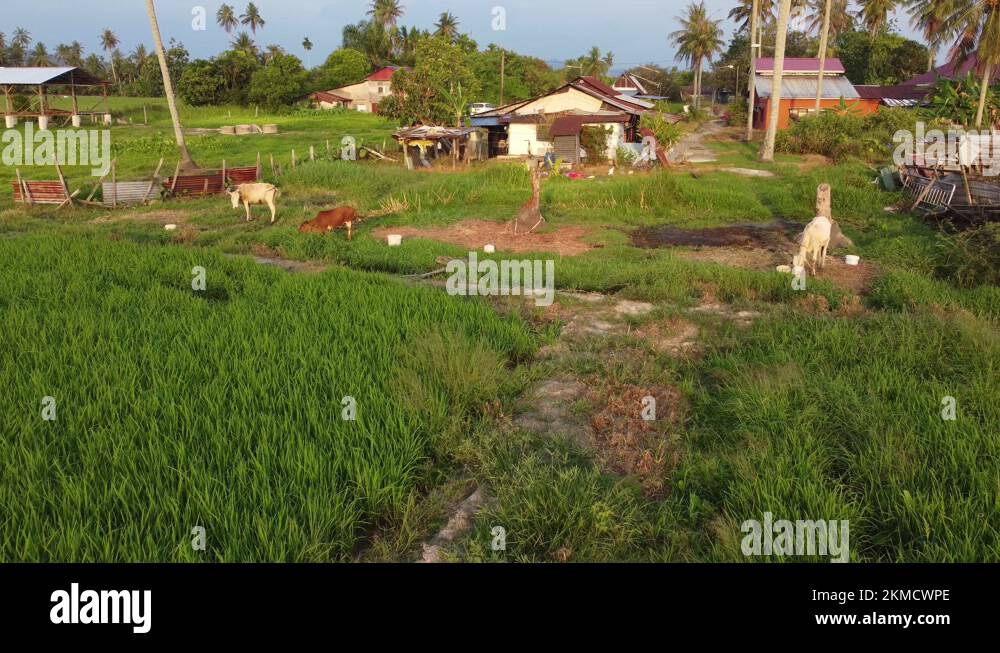 Malaysia Rural Stock Videos Footage Hd And 4k Video Clips Alamy