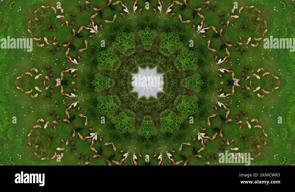 Kaleidoscope cow background in 4k pattern. Symmetry view Stock Video ...