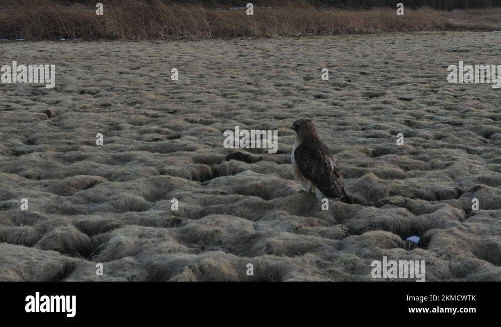 Bird raptor birdofprey landscape portrait Stock Videos & Footage - HD ...
