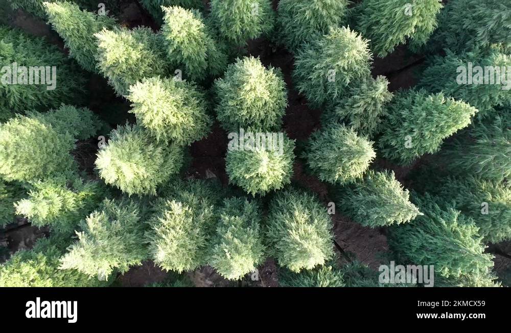 Drone top down view trees Stock Videos & Footage - HD and 4K Video ...