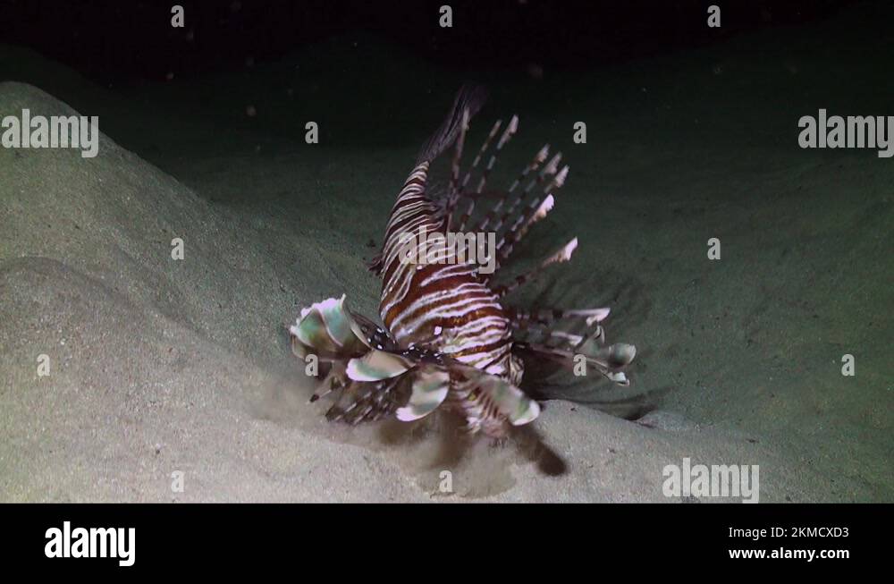 Lionfish (Pterois miles) catching small fish at night on coral reef Red ...