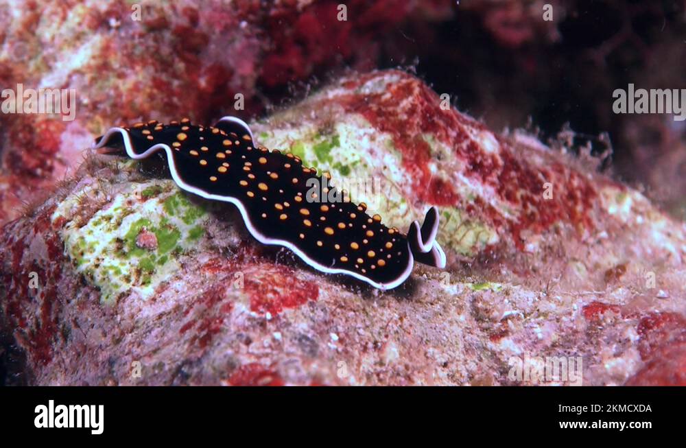 Black Flatworm with orange dots on coral reef in the Red Sea Stock ...