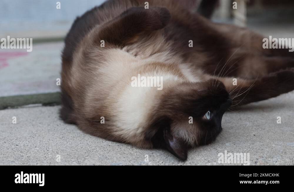 Relaxed siamese cat Stock Videos & Footage - HD and 4K Video Clips - Alamy