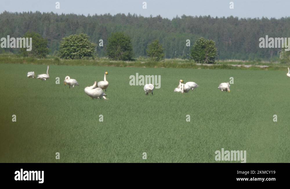 Long neck geese Stock Videos & Footage - HD and 4K Video Clips - Alamy