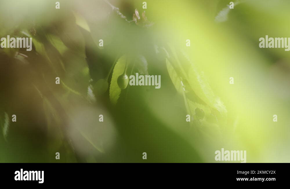 Green bud tree in Stock Videos & Footage - HD and 4K Video Clips - Alamy