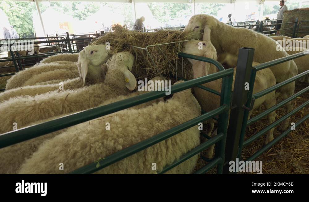 National competition hungry sheep feeding from metal basket in sheep ...