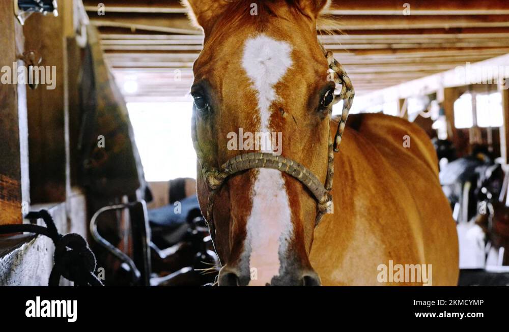 Horse standing in barn tied up in a stable Stock Video Footage - Alamy