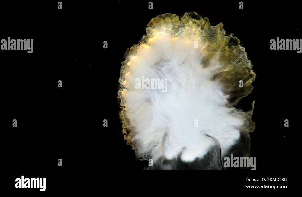 Fragile silence Stock Videos & Footage - HD and 4K Video Clips - Alamy