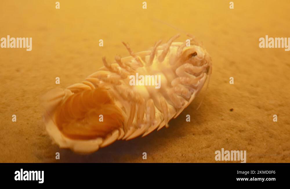 Isopod ocean Stock Videos & Footage - HD and 4K Video Clips - Alamy
