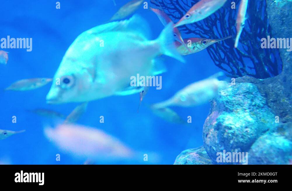 Fishery science Stock Videos & Footage - HD and 4K Video Clips - Alamy
