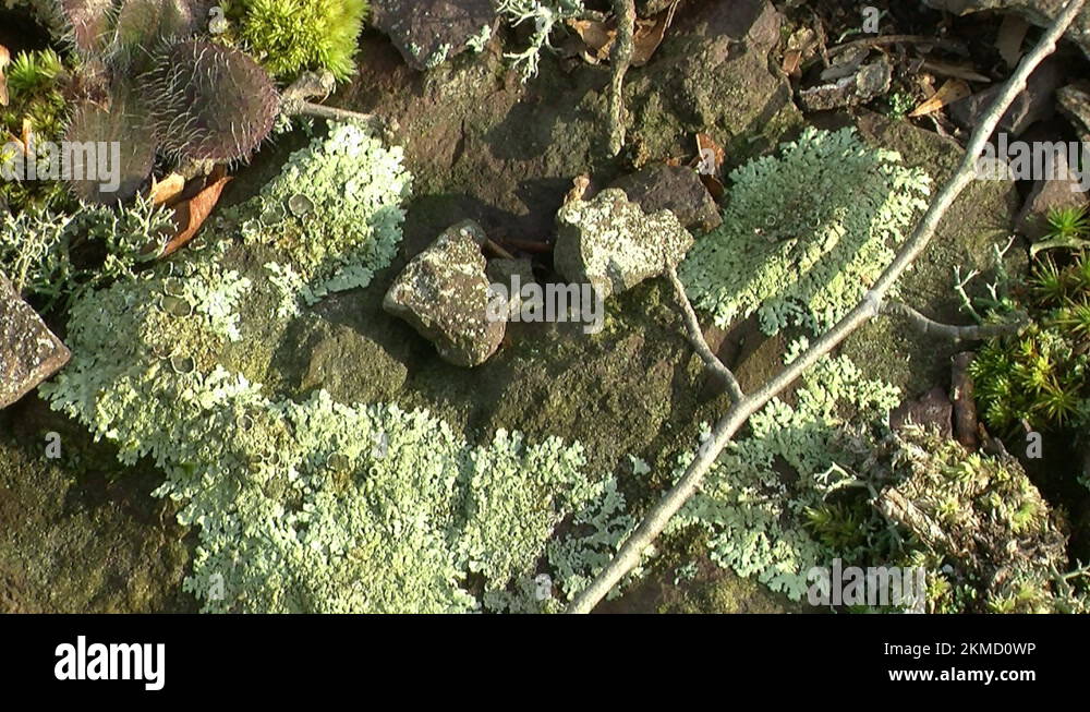 Plants lichen moss stone rock Stock Videos & Footage - HD and 4K Video ...