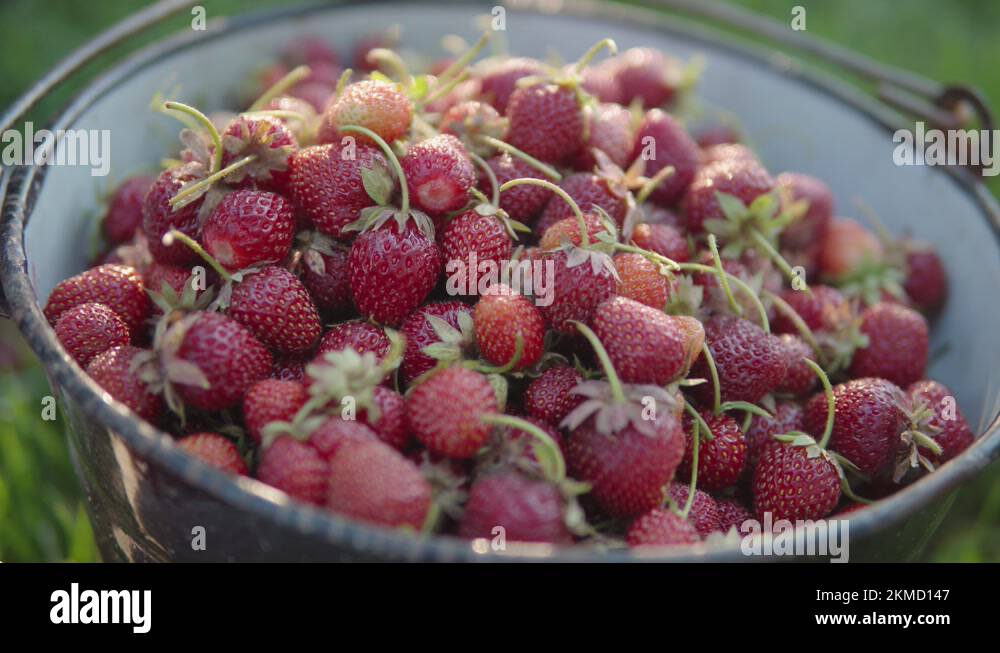 An aggregate fruit Stock Videos & Footage - HD and 4K Video Clips - Alamy