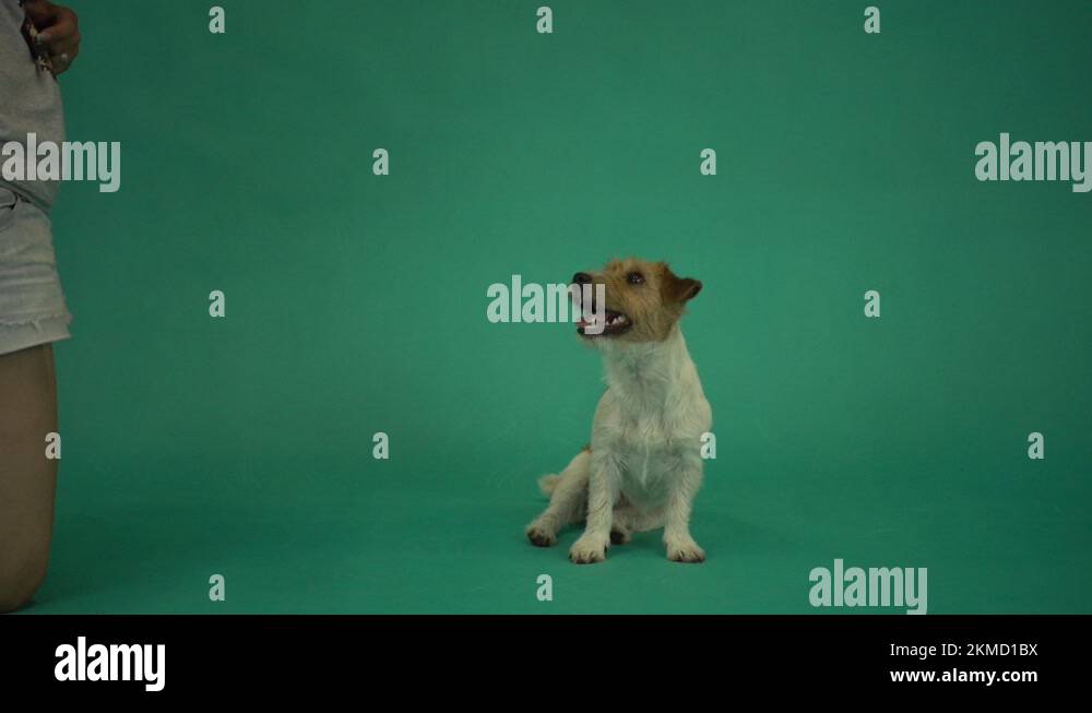dog sits on its hind legs on a green screen Stock Video Footage - Alamy