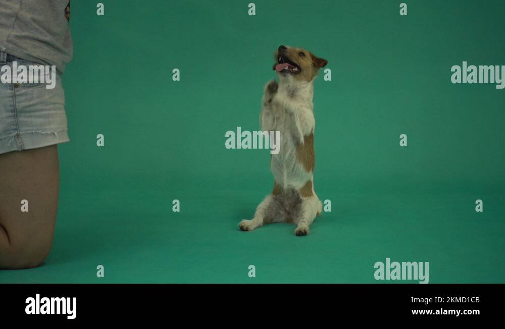 jack russell terrier sits on its hind legs on a green screen Stock ...