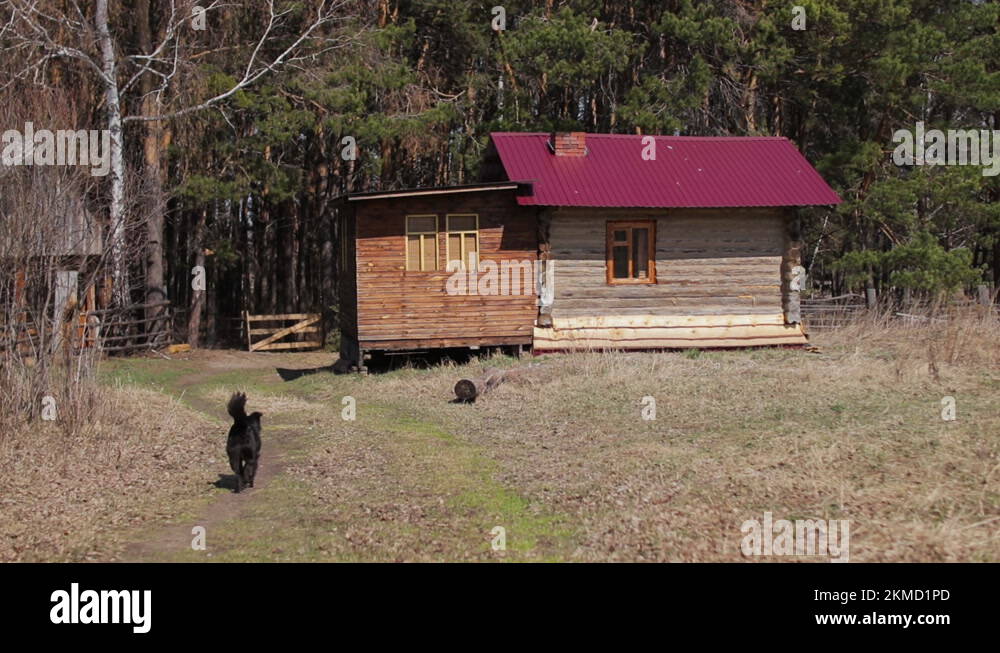 Guard dog country house countryside Stock Videos & Footage - HD and 4K ...