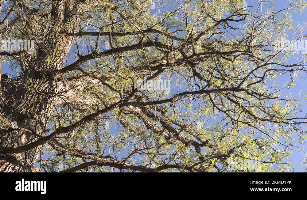European Gypsy moth caterpillar infestation destroys trees in city ...