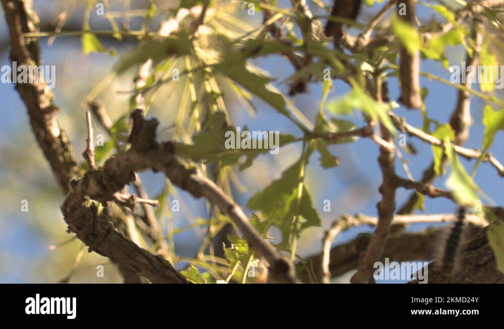 European Gypsy moth caterpillar infestation destroys trees in city ...