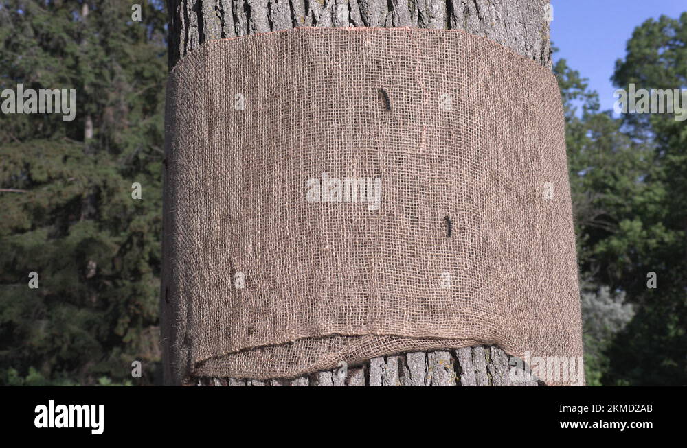 European Gypsy moth caterpillar infestation destroys trees in city ...