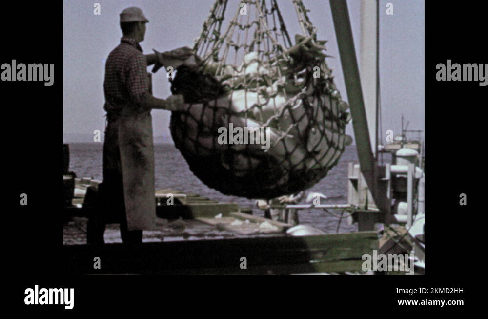 1960s: Net full of fish is raised from cargo of ship and sat on dock ...