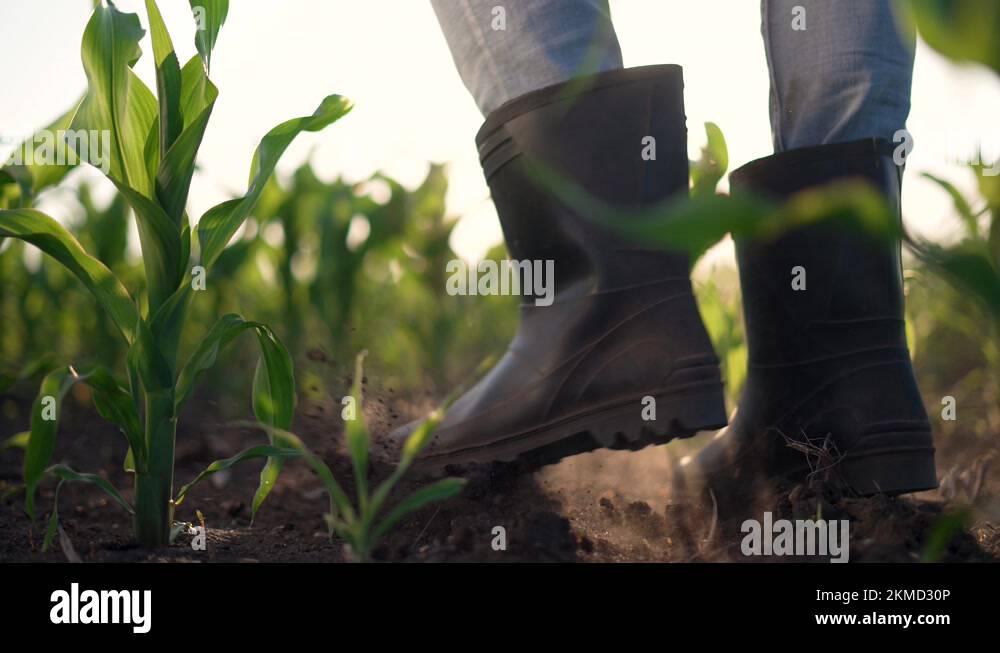 Agriculture. Farmer in rubber boots walk through corn field. Farmer ...
