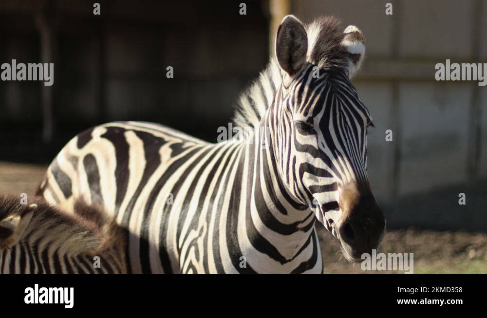 Beautiful baby zebra Stock Videos & Footage - HD and 4K Video Clips - Alamy
