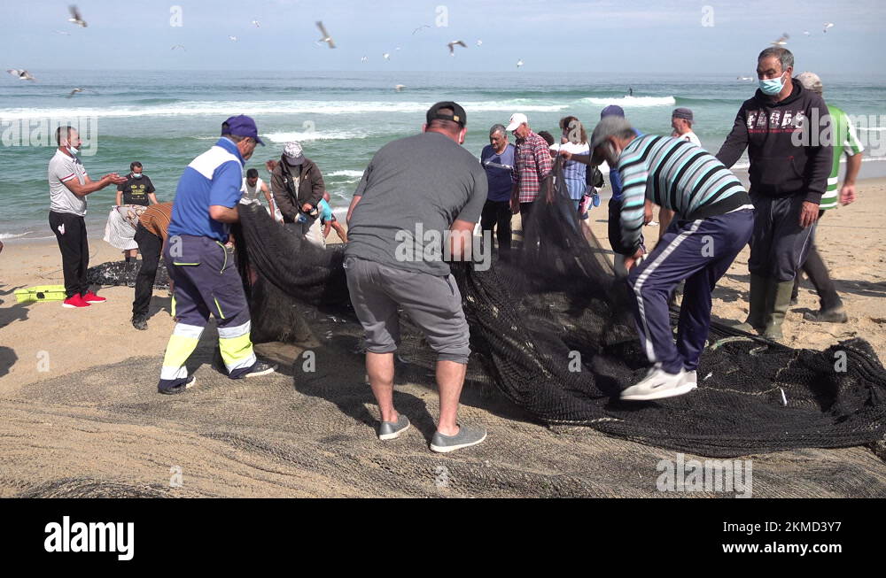 Catching sardines Stock Videos & Footage - HD and 4K Video Clips - Alamy